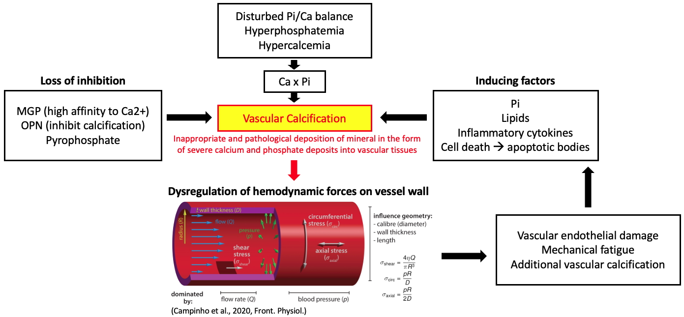 Mechanical constraints with arterial stiffness having impact on ...